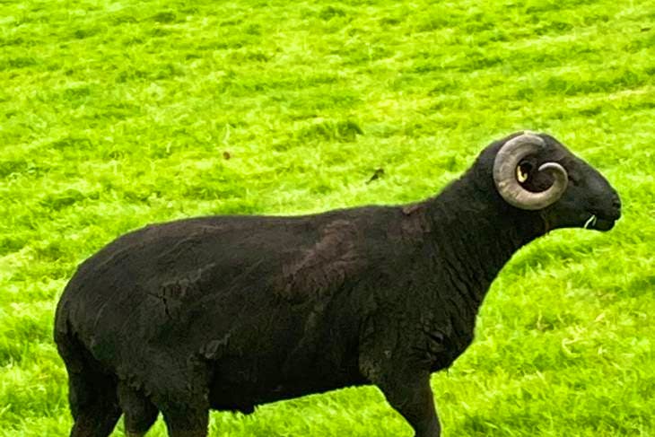 1 Black Welsh Mountain Breeding Ram | SellMyLivestock - The Online ...