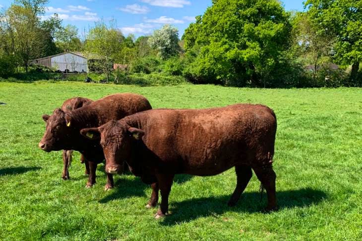 7 Pedigree North Red Ruby Devon, Red Ruby Devon Breeding, Store Heifers ...