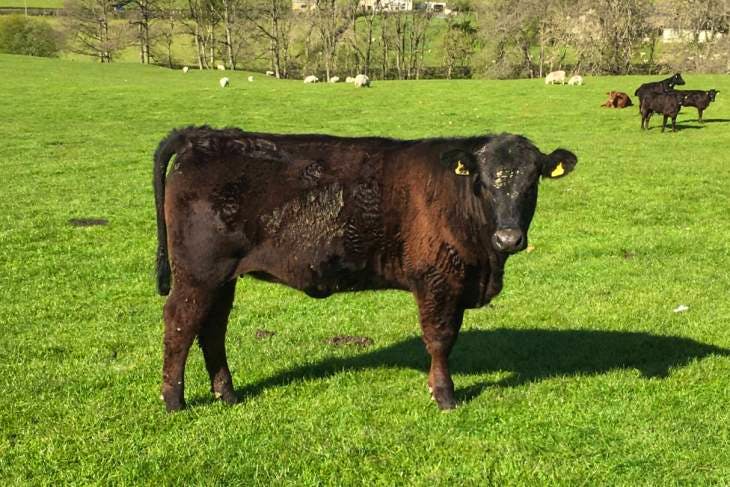 14 Aberdeen Angus, Limousin Cross Breeding, Store Heifers ...