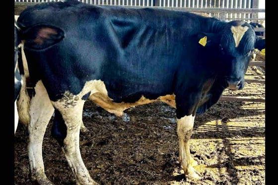 Dairy Cattle | SellMyLivestock - The Online Livestock Marketplace