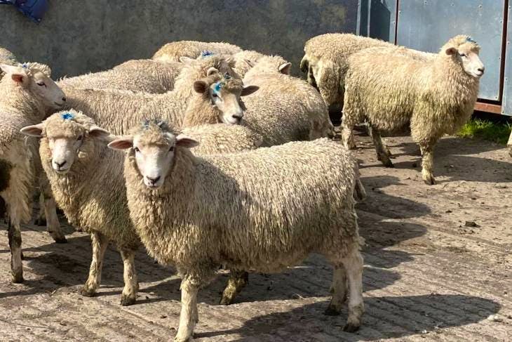 18 New Zealand Romney Breeding Lambs | SellMyLivestock - The Online ...