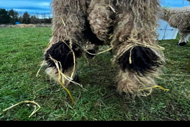 1 Pedigree Valais Blacknose Breeding Ram | SellMyLivestock - The Online ...