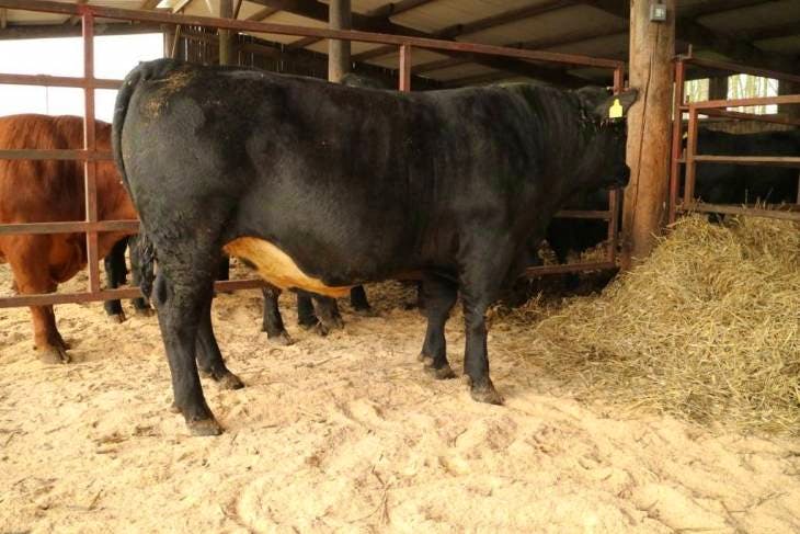25 Pedigree Stabiliser Breeding Young Bulls | SellMyLivestock - The ...