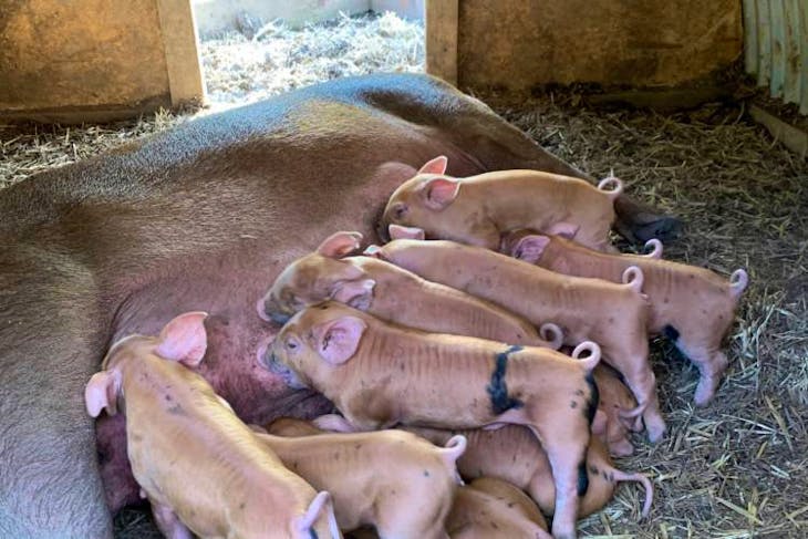 12 Pietrain, Duroc Cross Breeding, Growing Weaners | SellMyLivestock ...