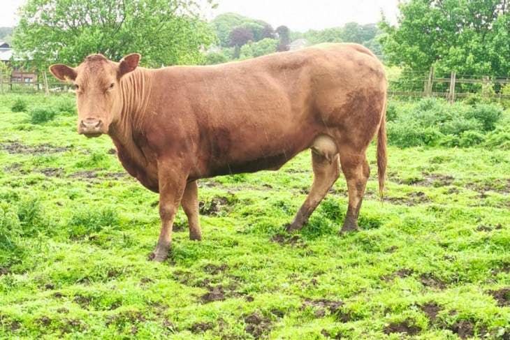 10 Highland, Aberdeen Angus, South Devon, Hereford, Longhorn Cross In ...