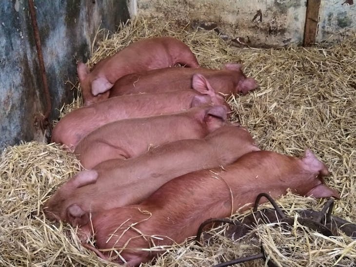 4 Duroc Cross Growing Weaners | SellMyLivestock - The Online Livestock ...