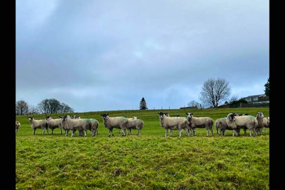 Sheep | SellMyLivestock - The Online Livestock Marketplace