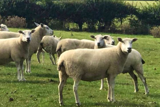 Lleyn Sheep Society | SellMyLivestock - The Online Livestock Marketplace